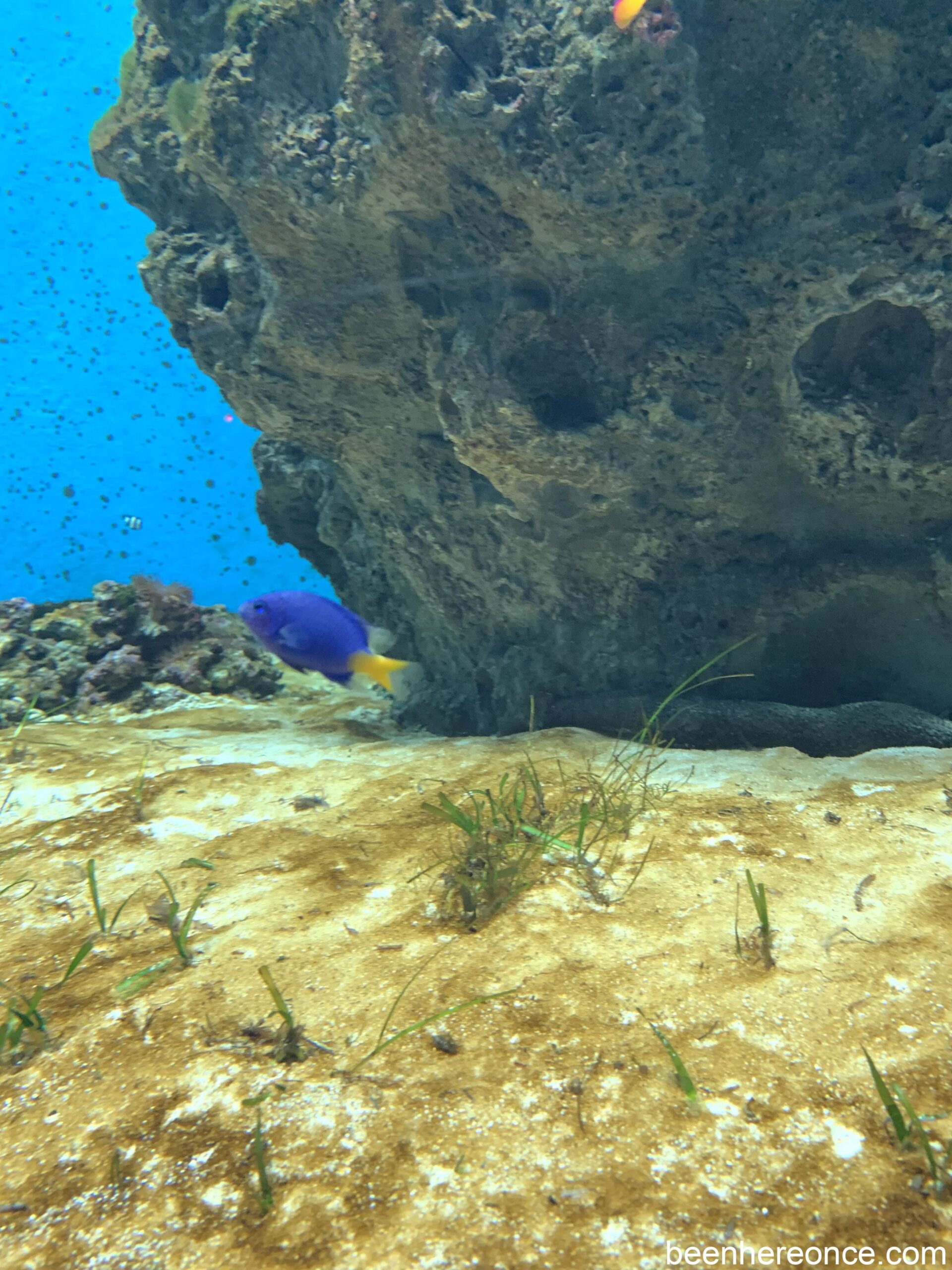 Xpark Aquarium in Taoyuan, Taiwan